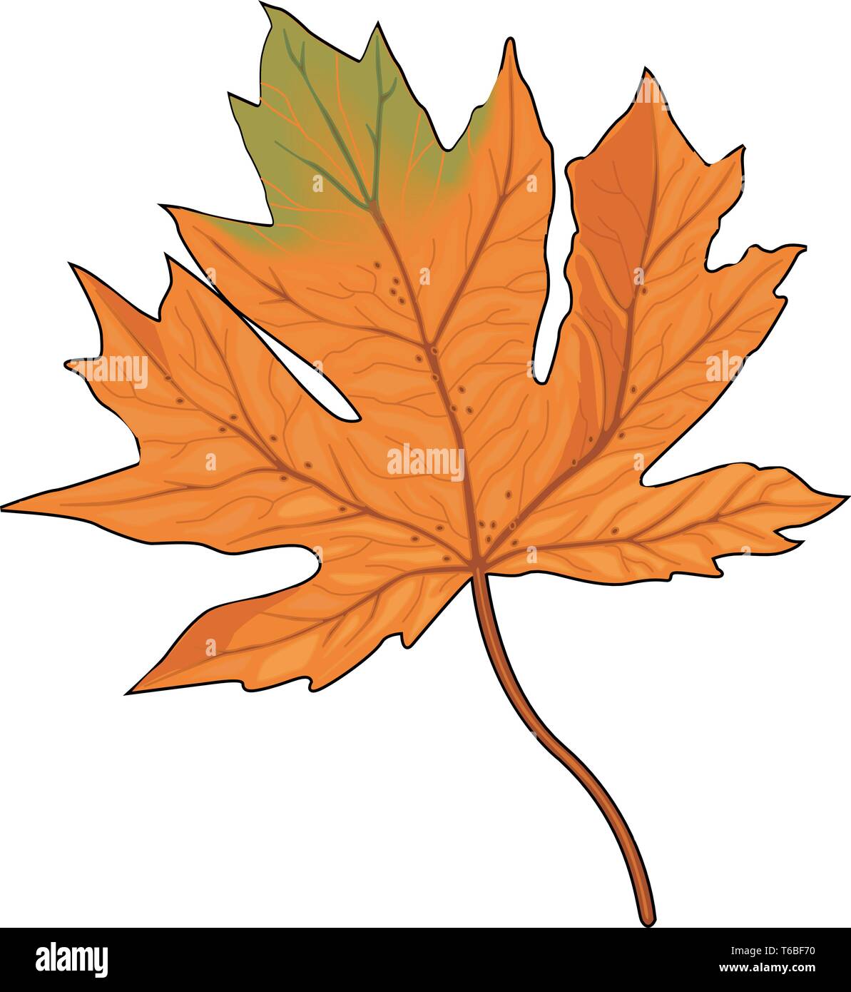 Maple Leaf Vector Illustration Stock Vector Image & Art - Alamy