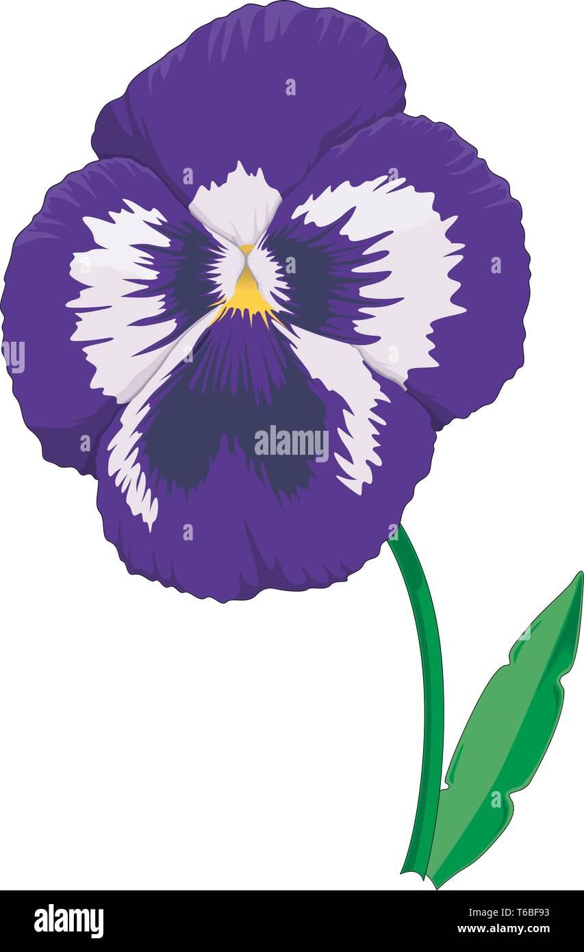 Pansy Vector Illustration Stock Vector Image & Art - Alamy