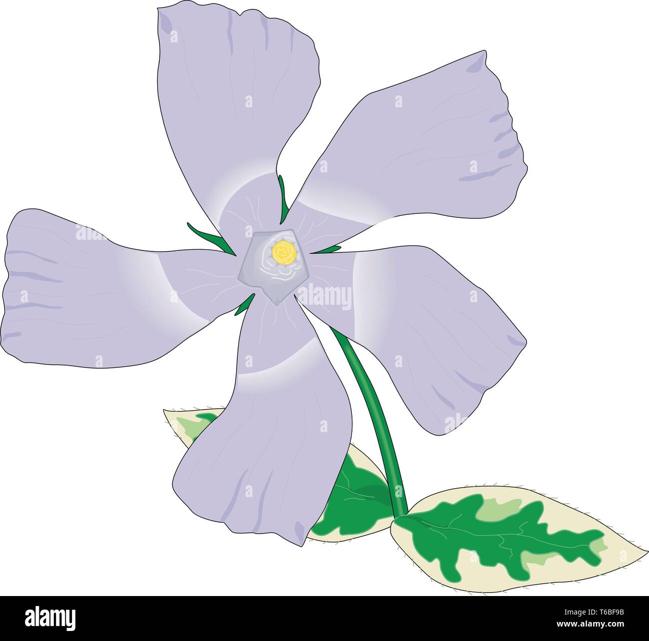 Periwinkle plant Stock Vector Images - Alamy