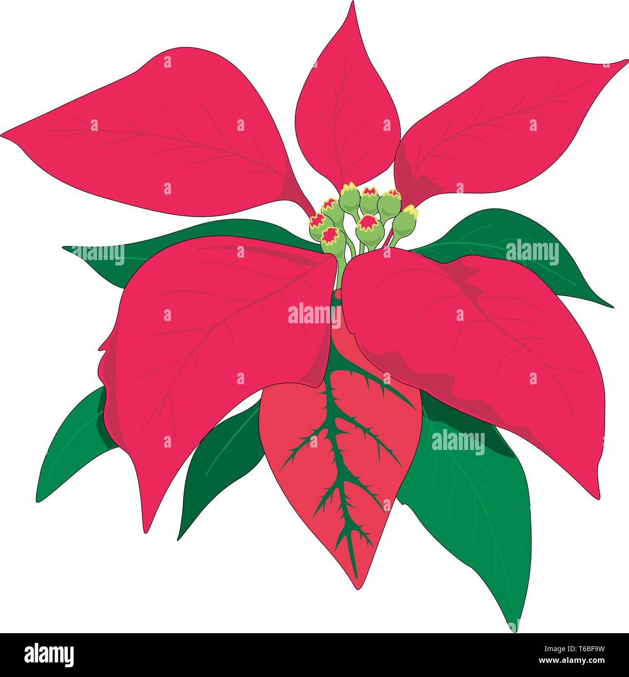 Poinsettia Vector Illustration Stock Vector Image & Art - Alamy