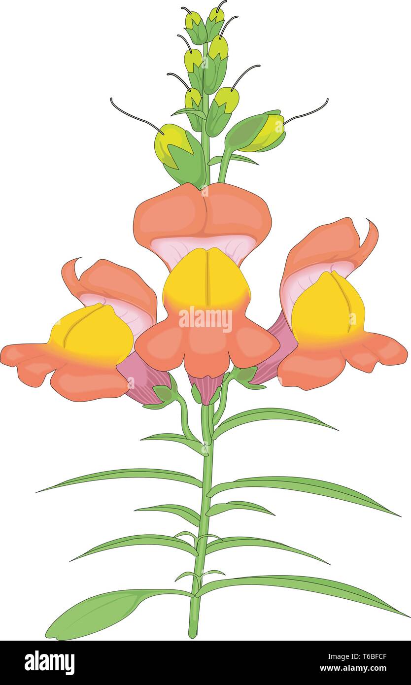 Snapdragon Vector Illustration Stock Vector Image & Art - Alamy