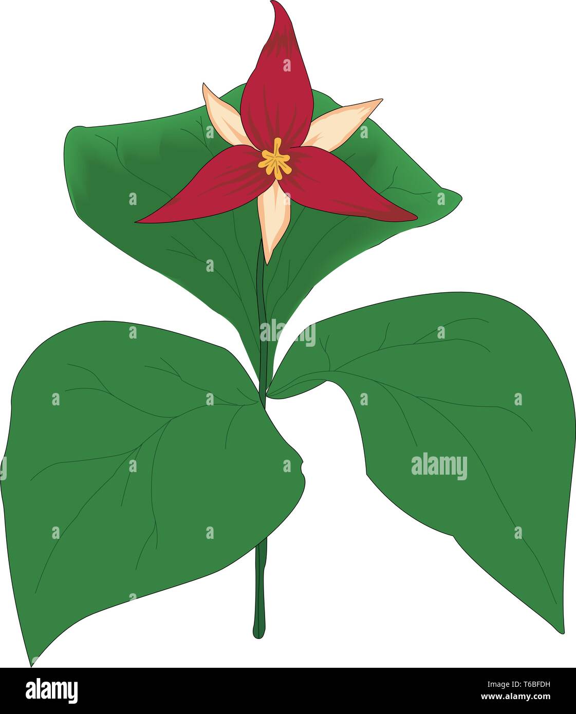 Trillium Vector Illustration Stock Vector Image & Art - Alamy