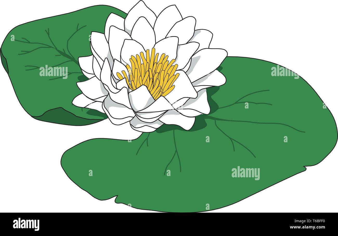 Water Lily Vector Illustration Stock Vector Image & Art - Alamy