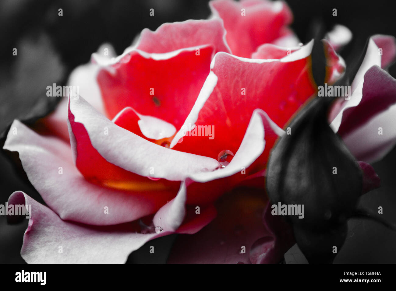 Color Pop Rose Stock Photo - Alamy
