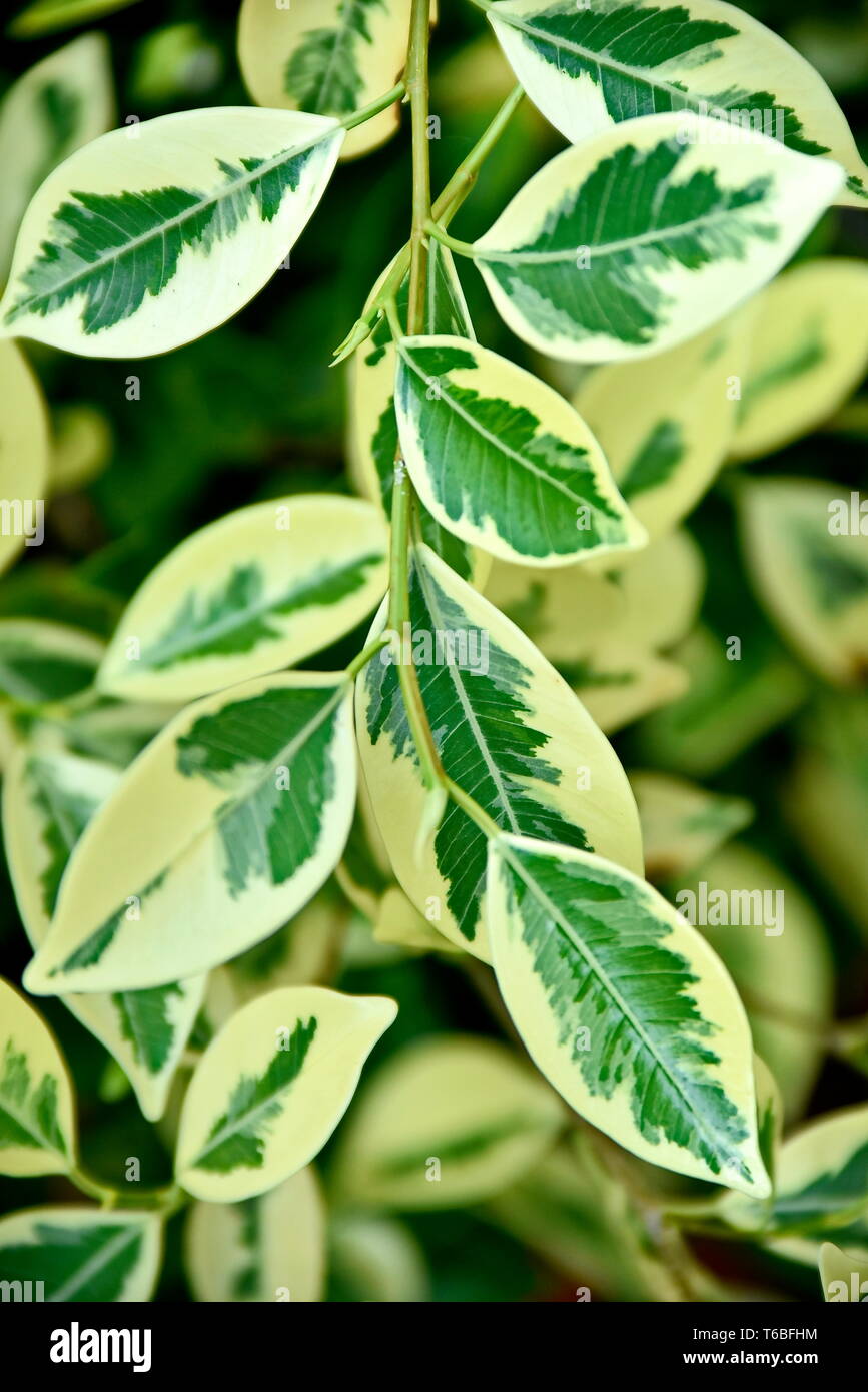 Close-up tropical green plants in the Philippines Stock Photo - Alamy