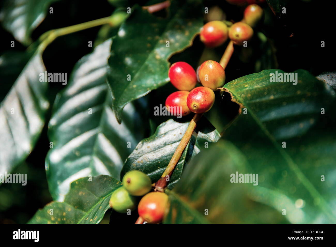 Coffee beans are ripe on tree with green background Stock Photo - Alamy