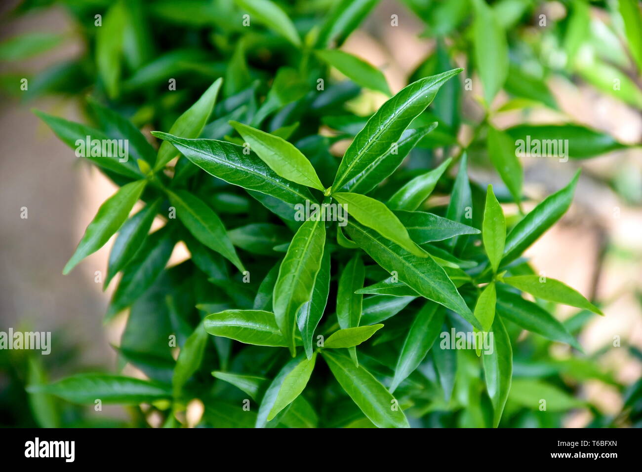 Close-up tropical green plants in the Philippines Stock Photo - Alamy