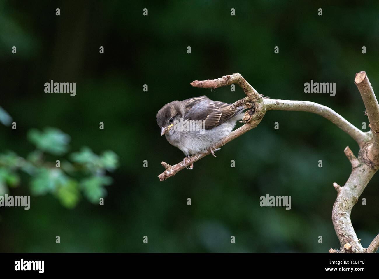 Baby sparrow hi-res stock photography and images - Alamy