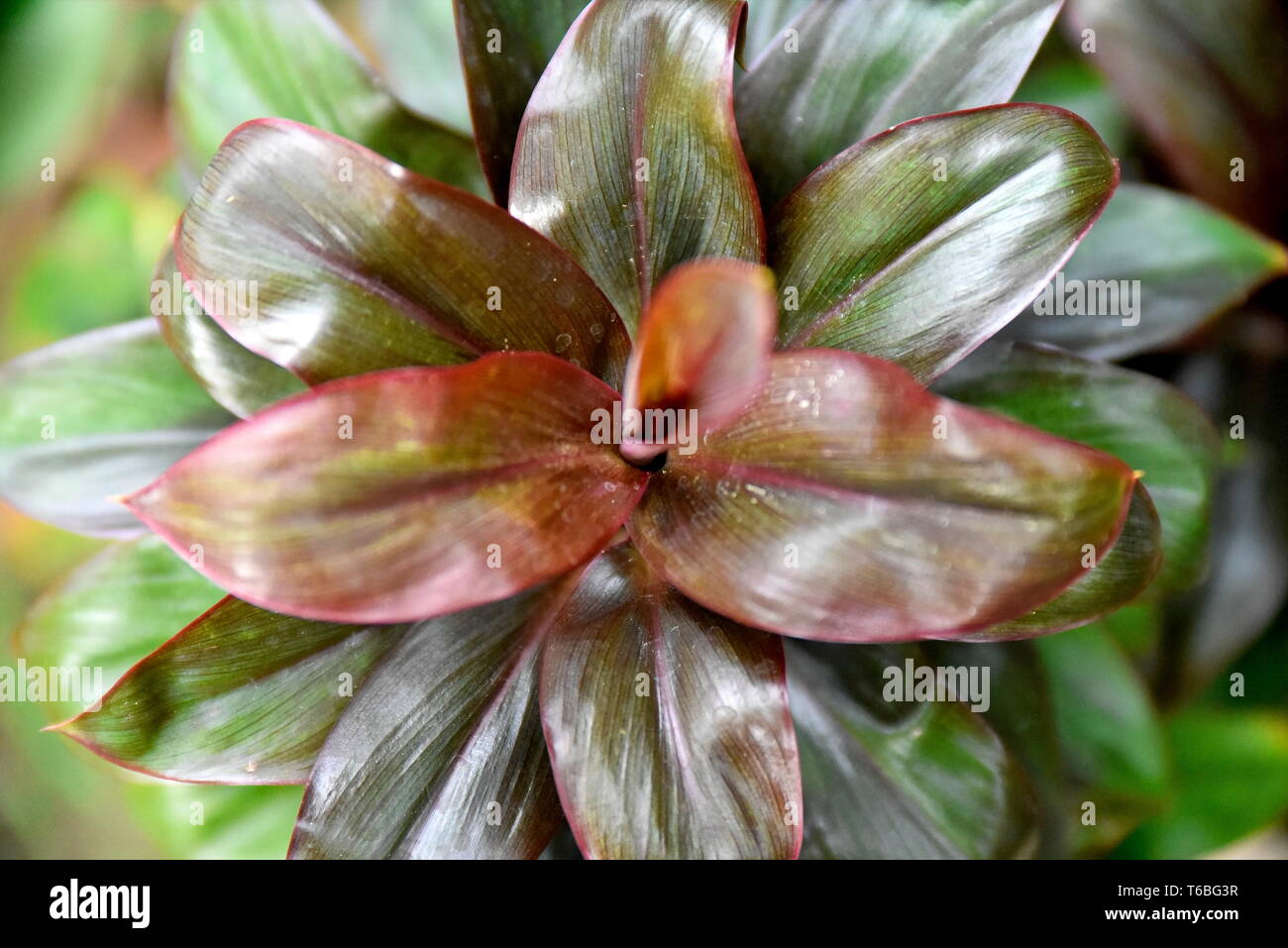 Close-up tropical green plants in the Philippines Stock Photo - Alamy