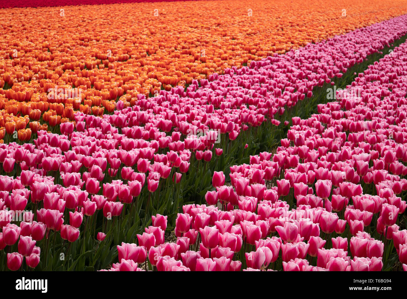 Field of bulb flowers hi-res stock photography and images - Alamy