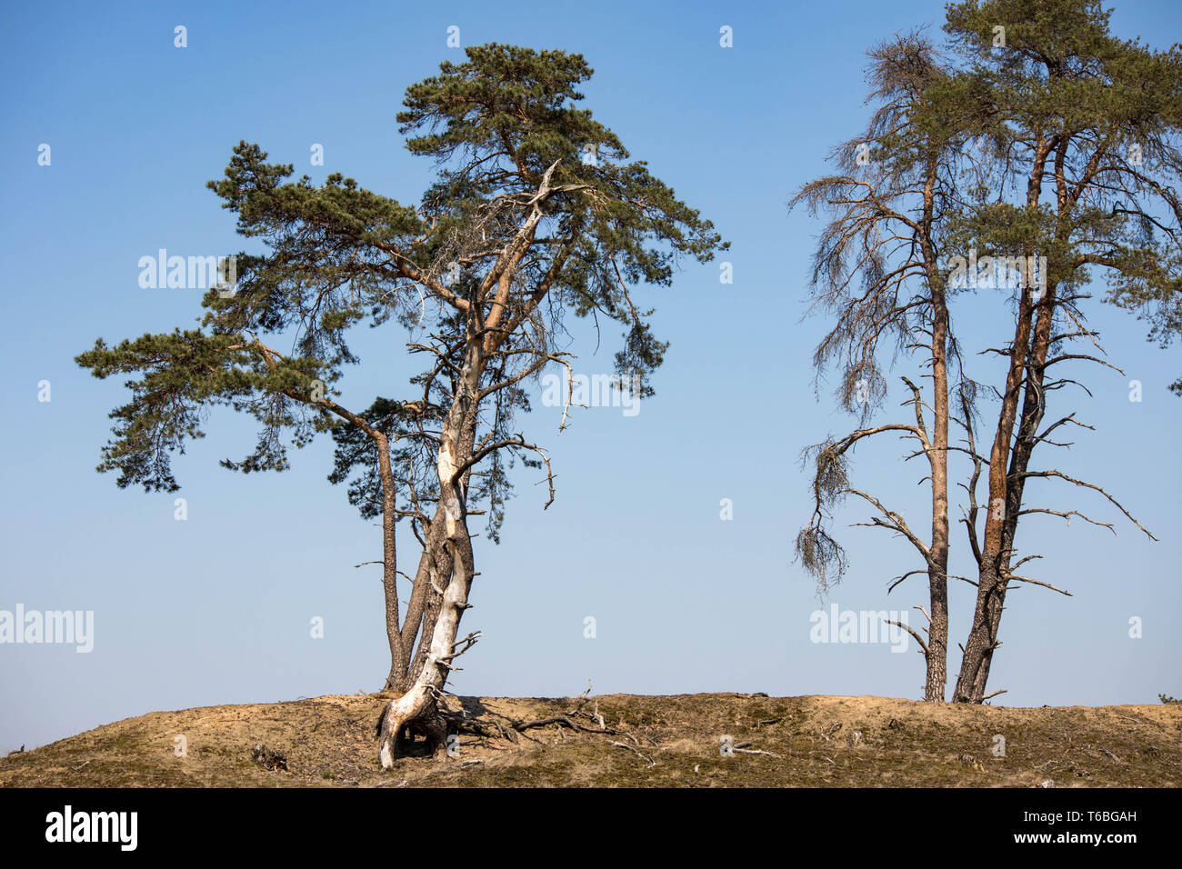 Oak tree big netherlands hi-res stock photography and images - Alamy