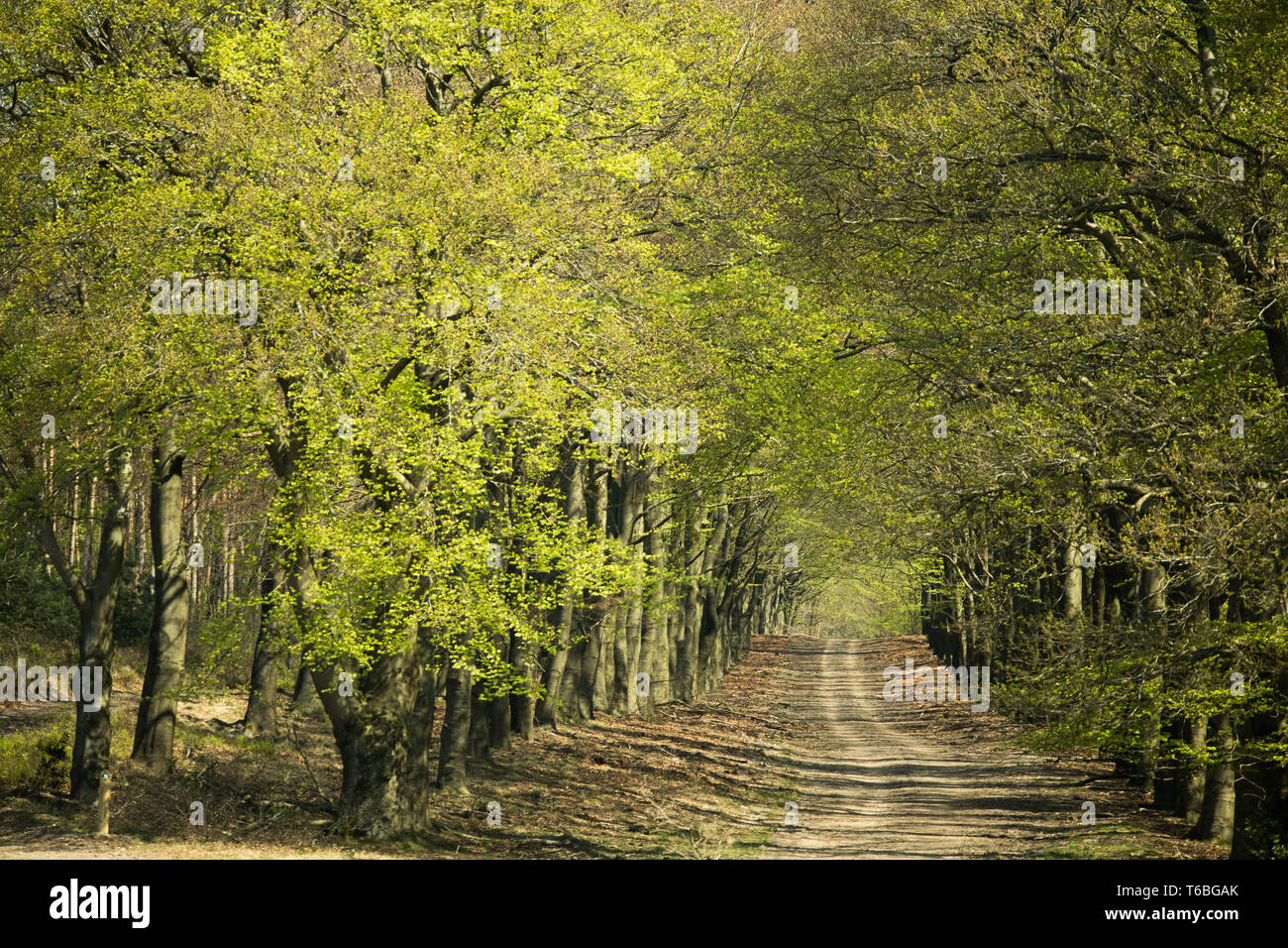 Avenue trees in netherlands hi-res stock photography and images - Alamy