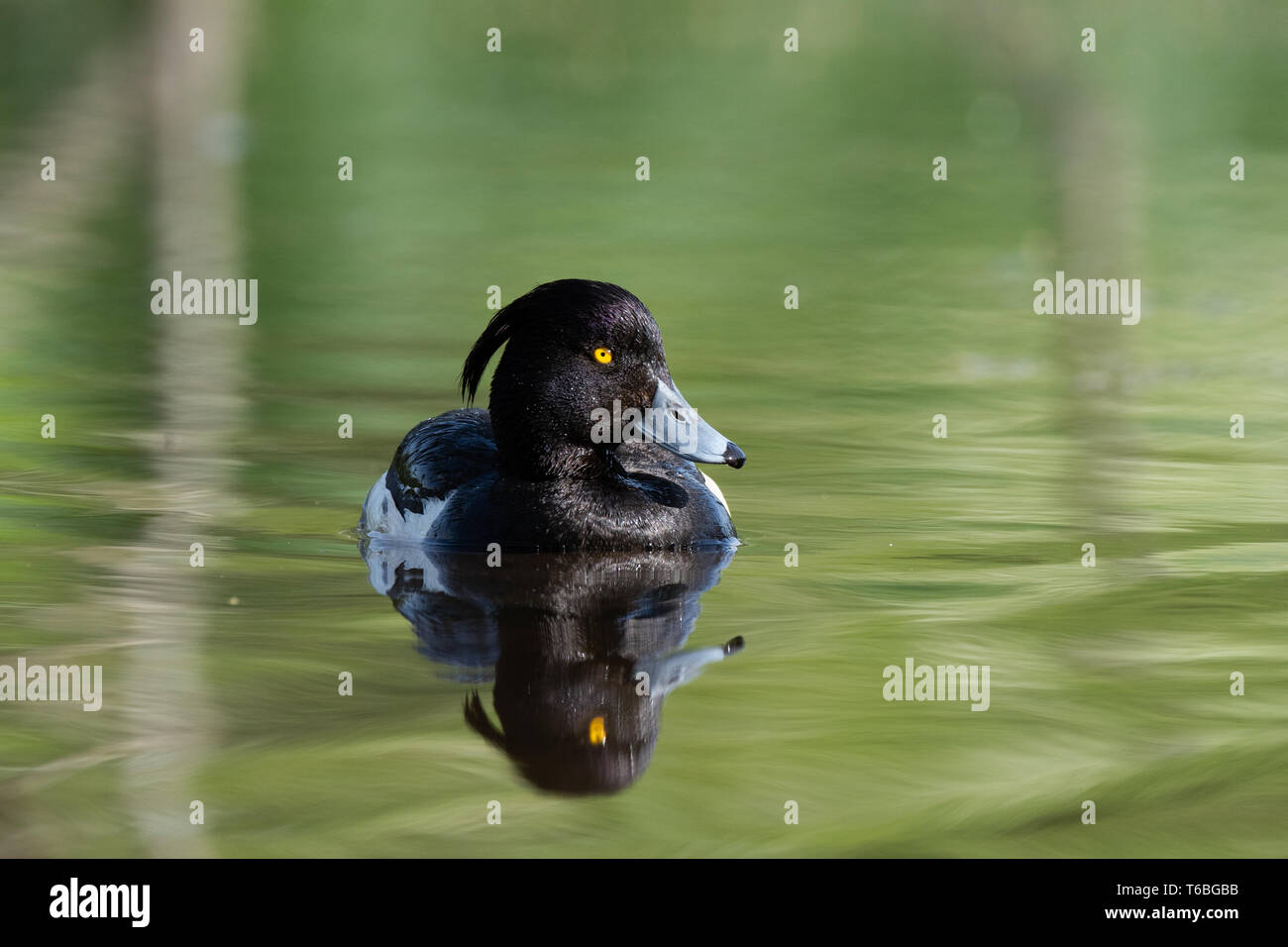 Tufted feathers on head hi-res stock photography and images - Alamy
