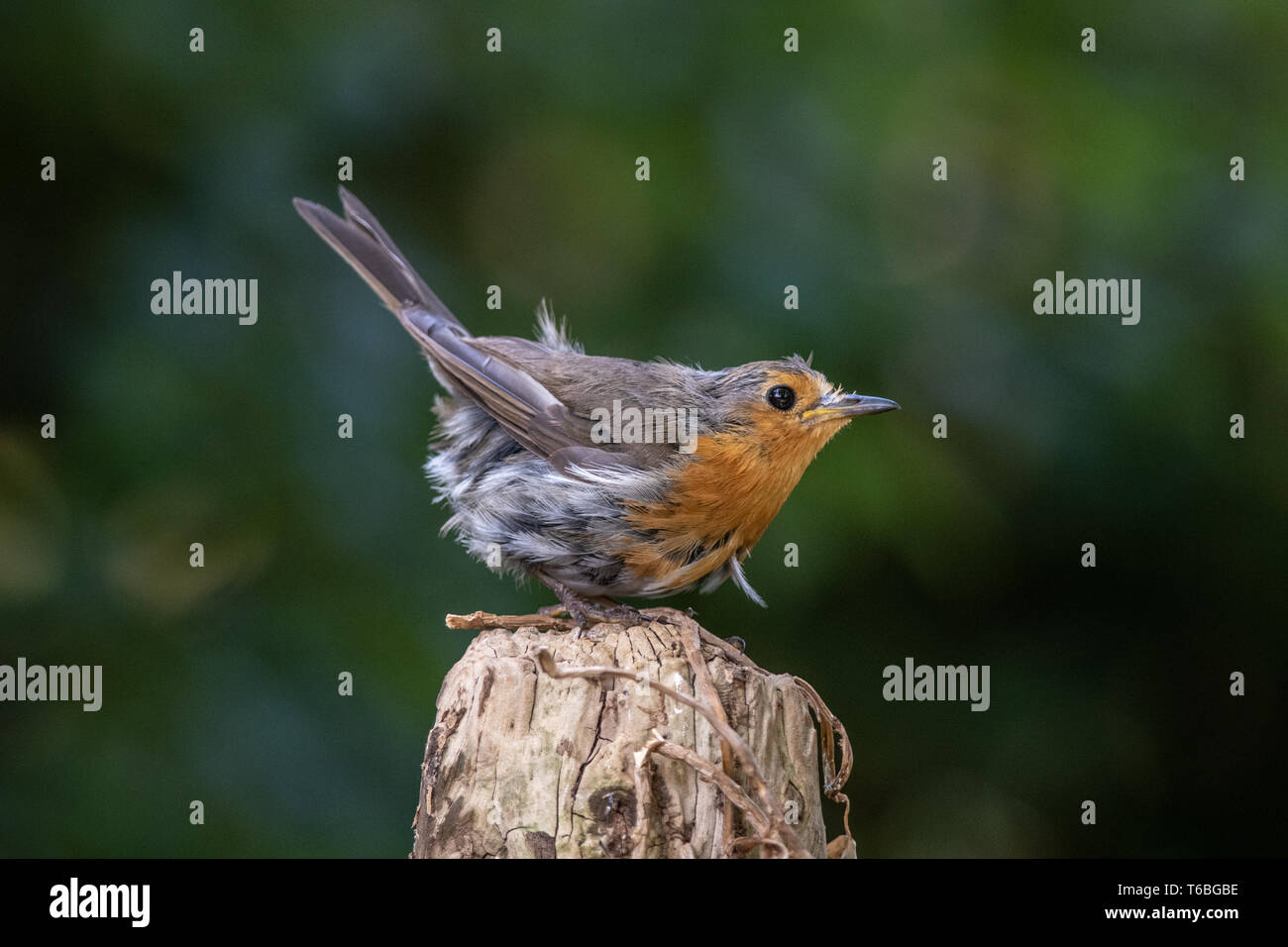 During final moult hi-res stock photography and images - Alamy