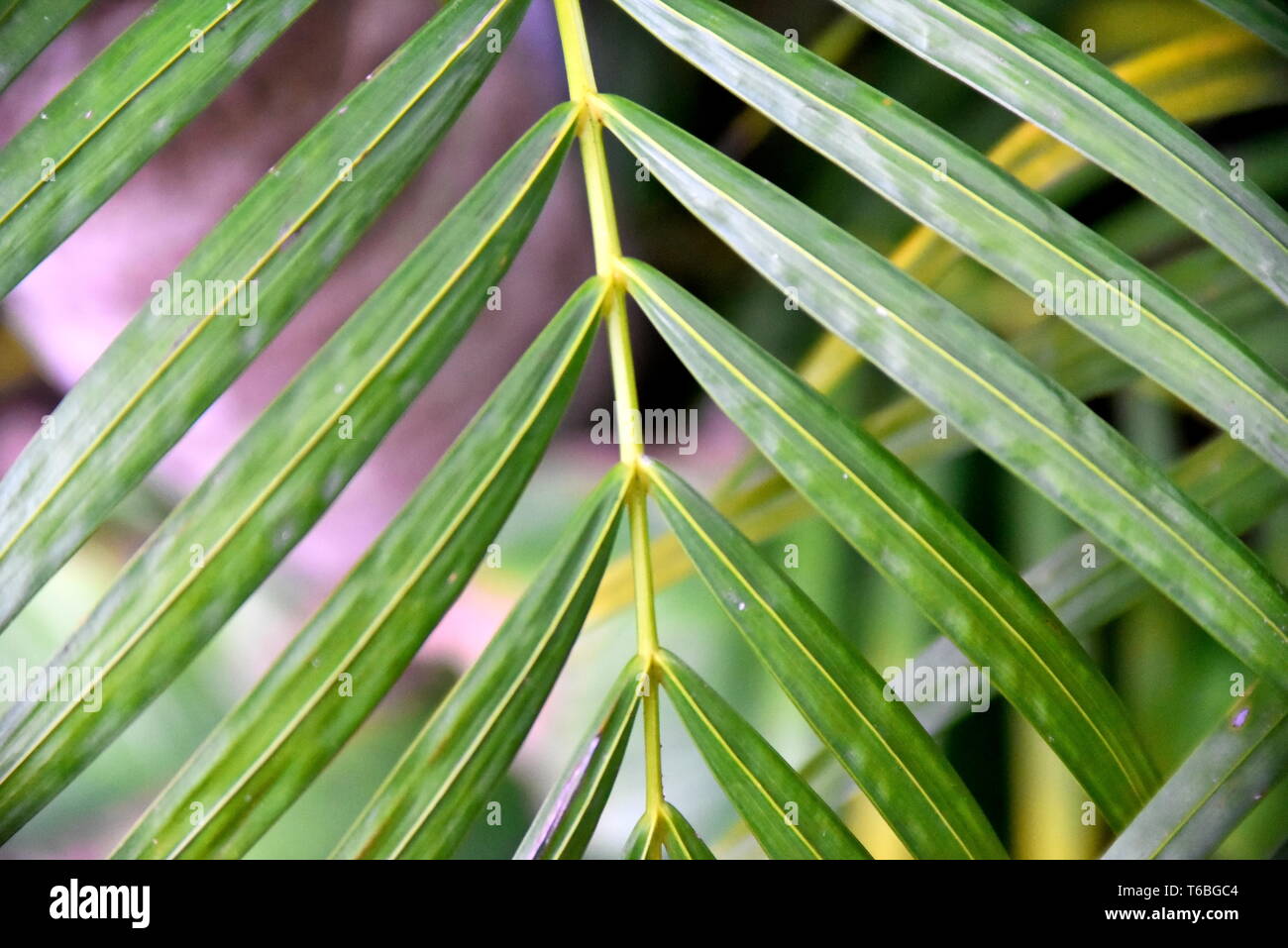 Close-up tropical green plants in the Philippines Stock Photo - Alamy