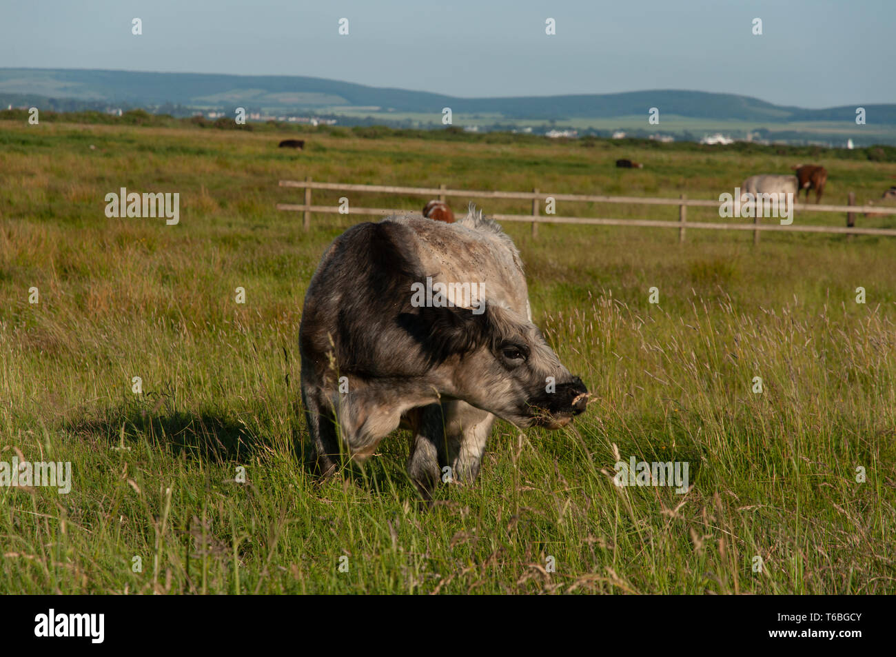 Traditional British cattle in Dorset countryside Stock Photo - Alamy