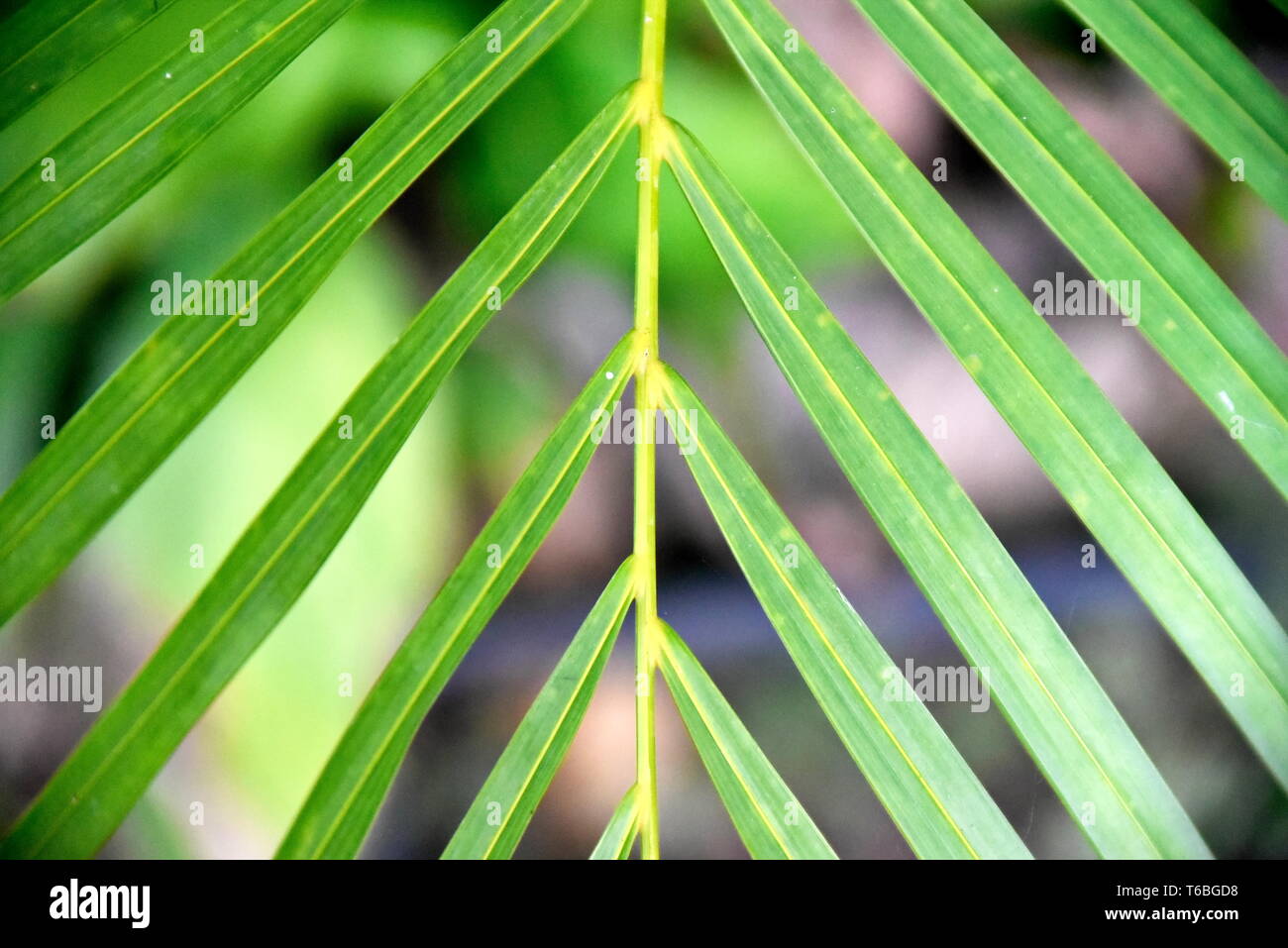 Close-up tropical green plants in the Philippines Stock Photo - Alamy