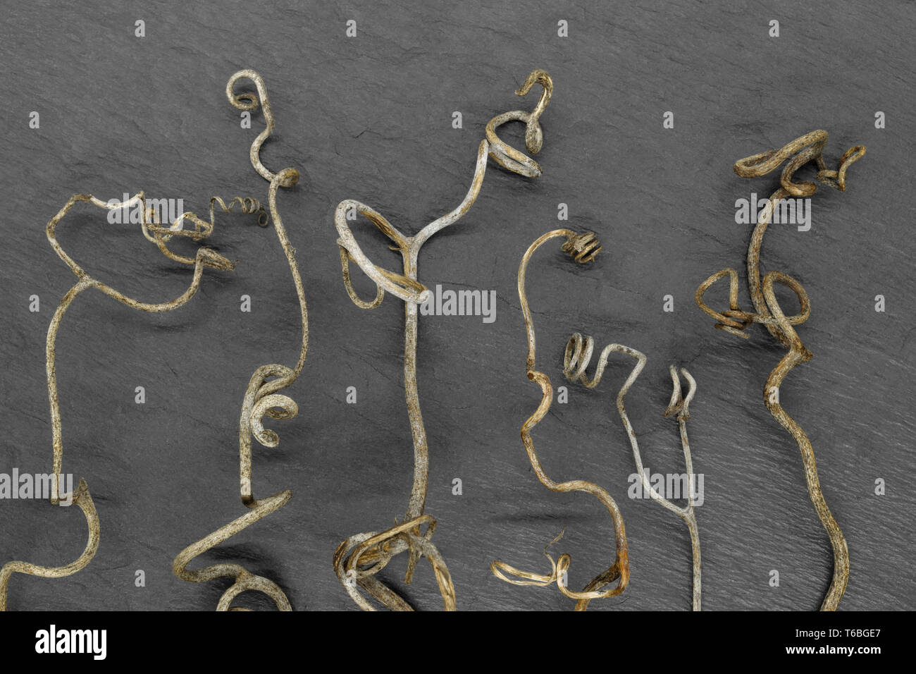 Plant black background tendrils hi-res stock photography and images - Alamy