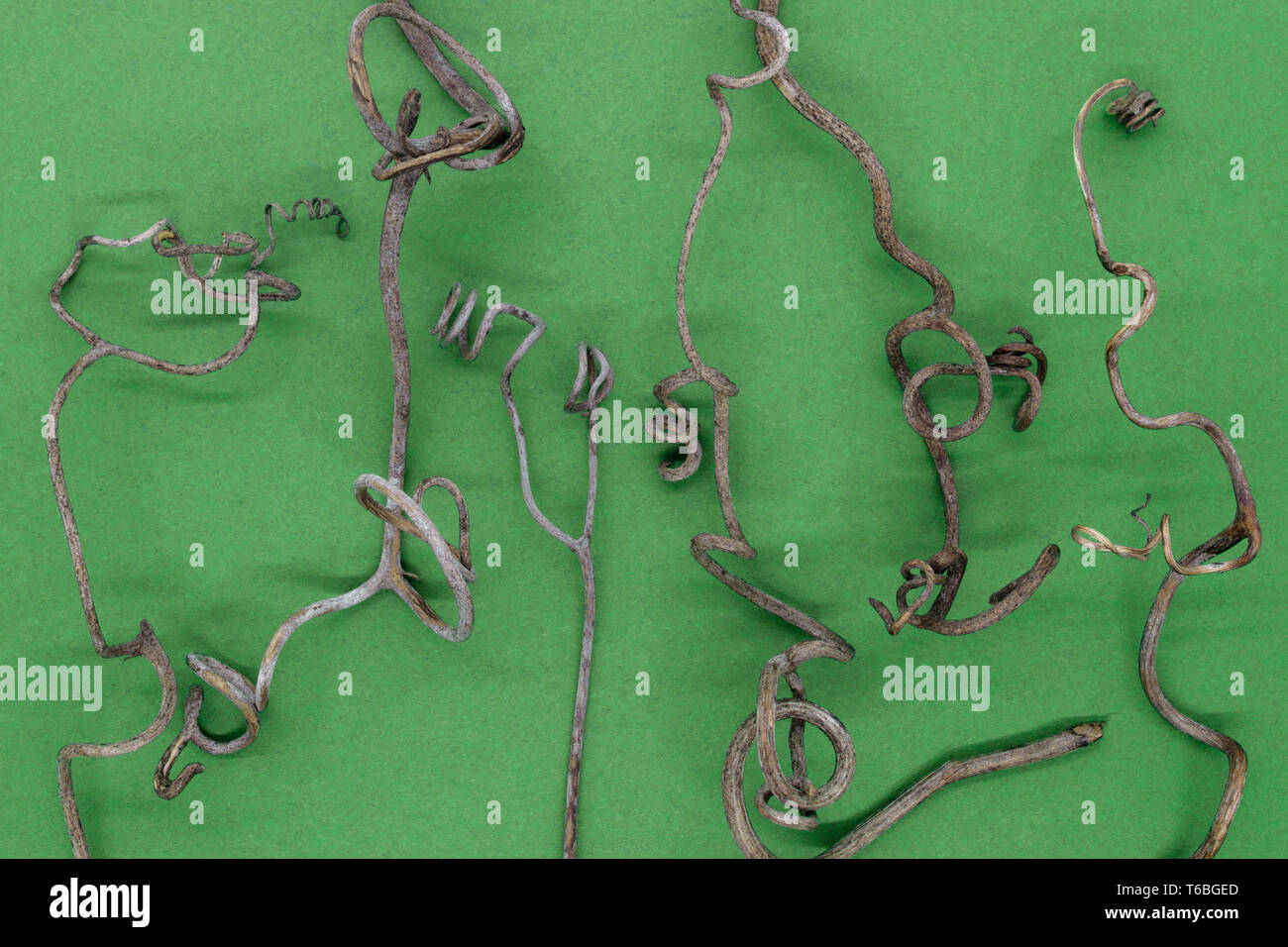 Curled tendrils hi-res stock photography and images - Alamy