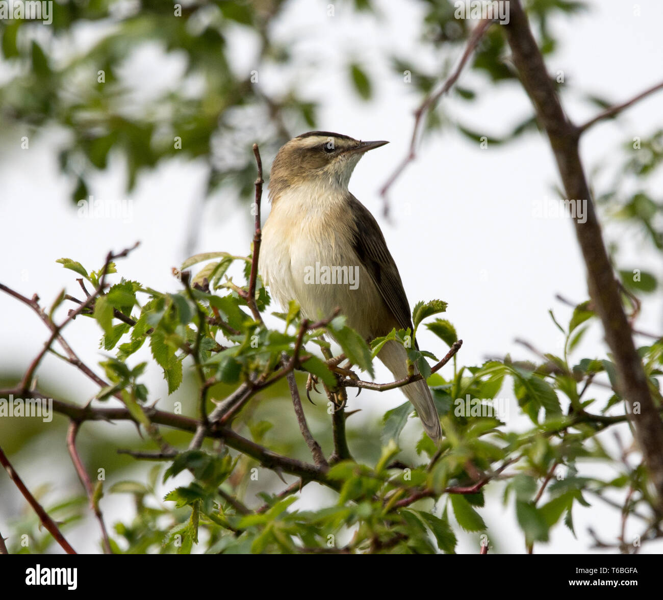 Sedge Warbler (Acrocephalus schoenobaenus Stock Photo - Alamy