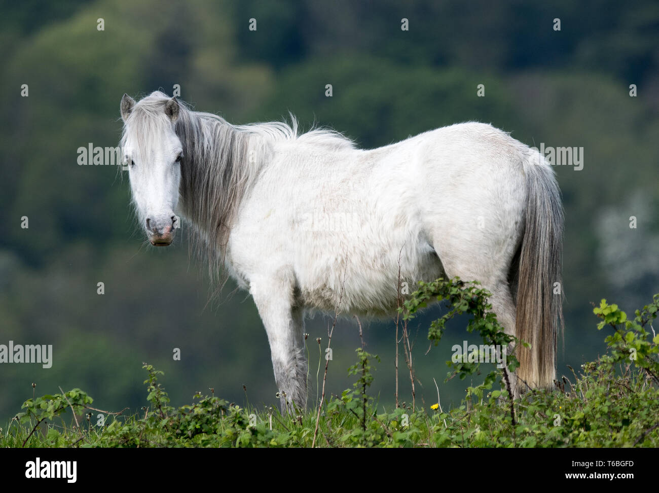 Carneddau horse hi-res stock photography and images - Alamy