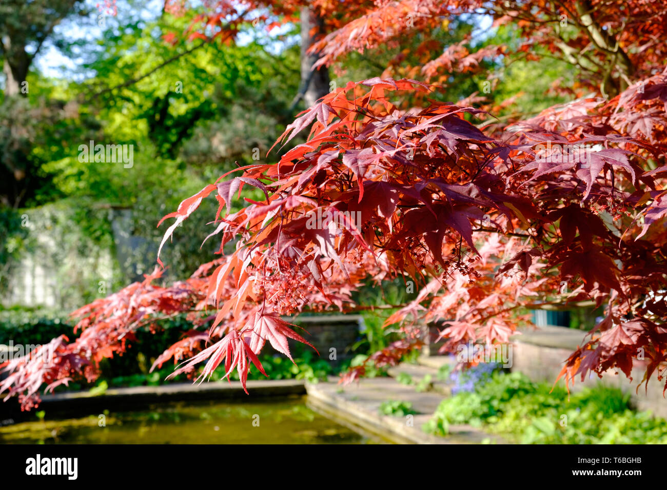 Vibrant acer palmatum japanese hi-res stock photography and images - Alamy