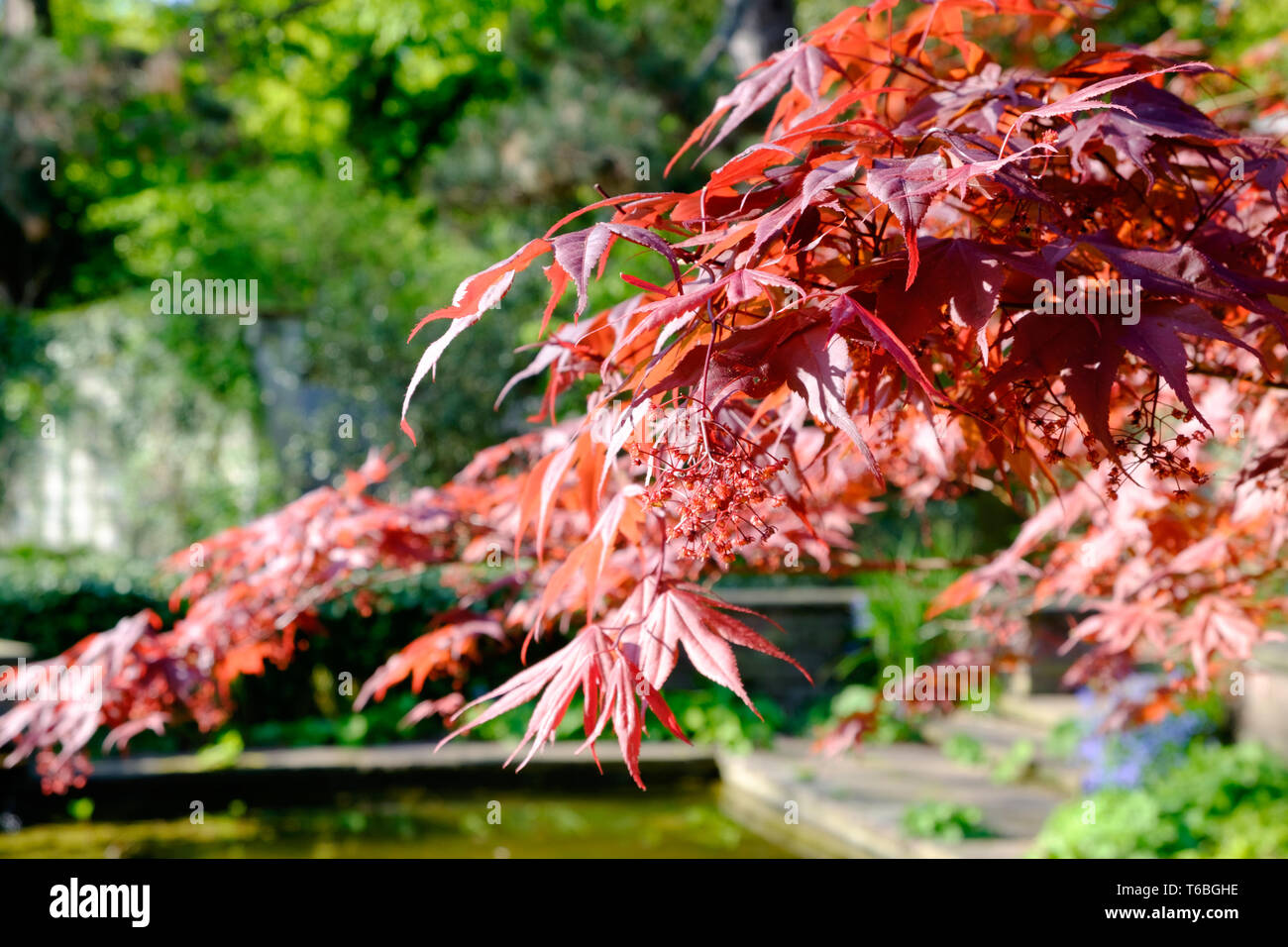 Vivid red japanese maple hi-res stock photography and images - Alamy