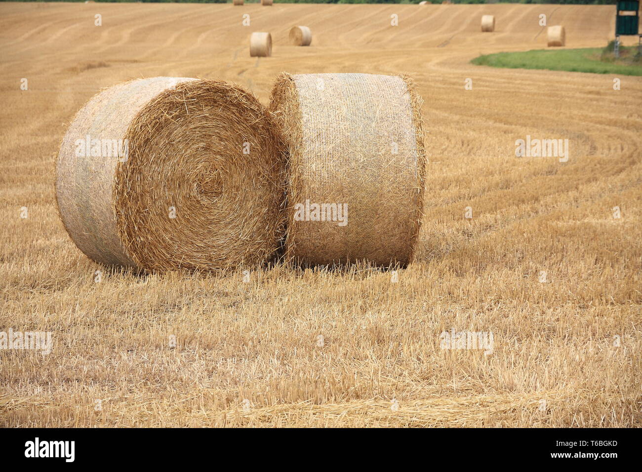 Hay bales with spring wheat Stock Photo - Alamy