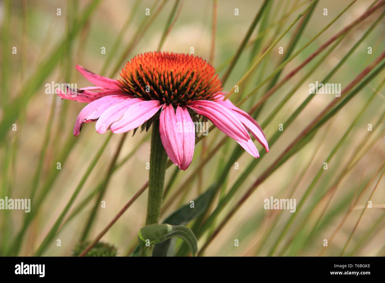 Blooming red conflower hi-res stock photography and images - Alamy
