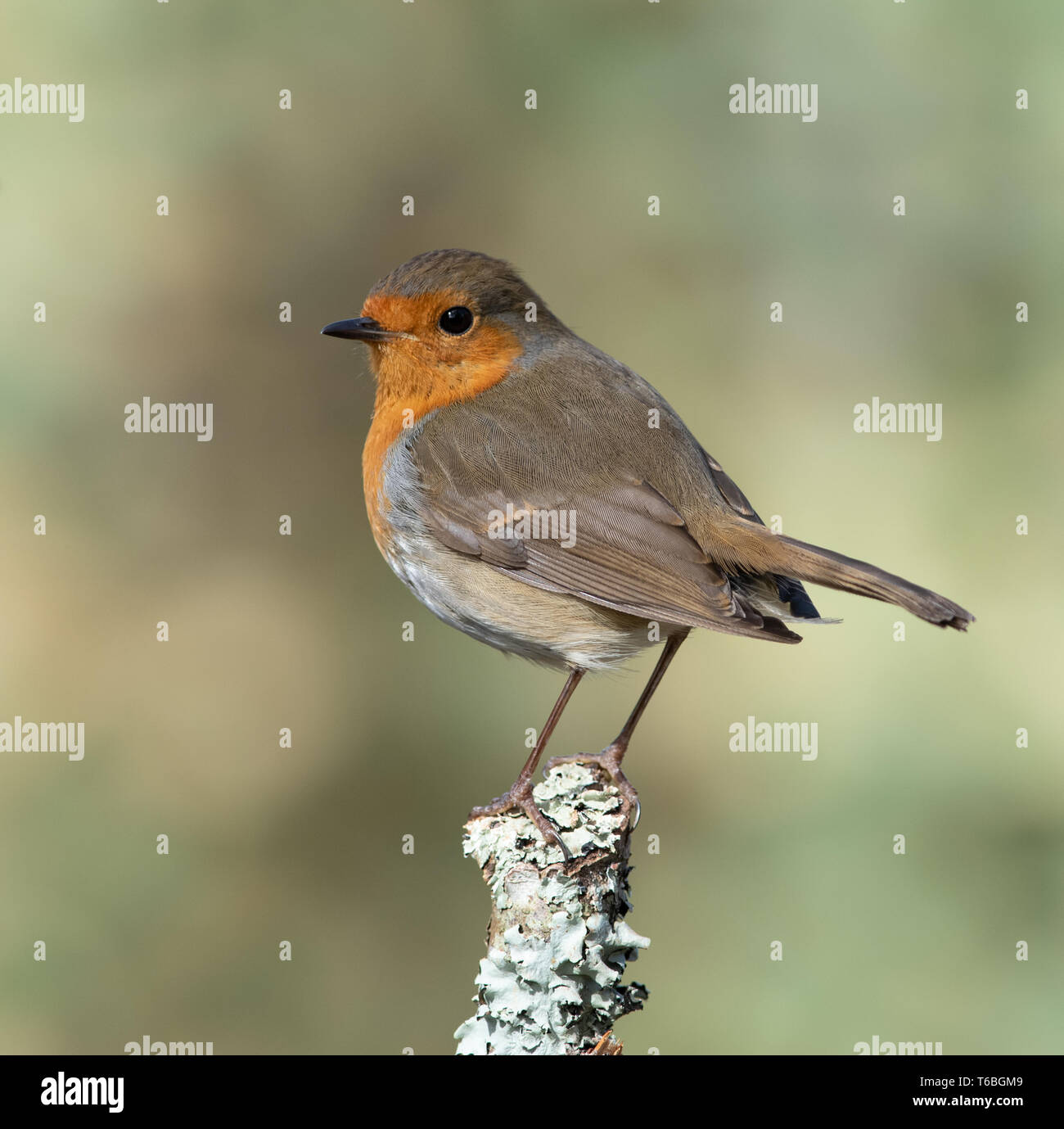Robin on post hi-res stock photography and images - Alamy