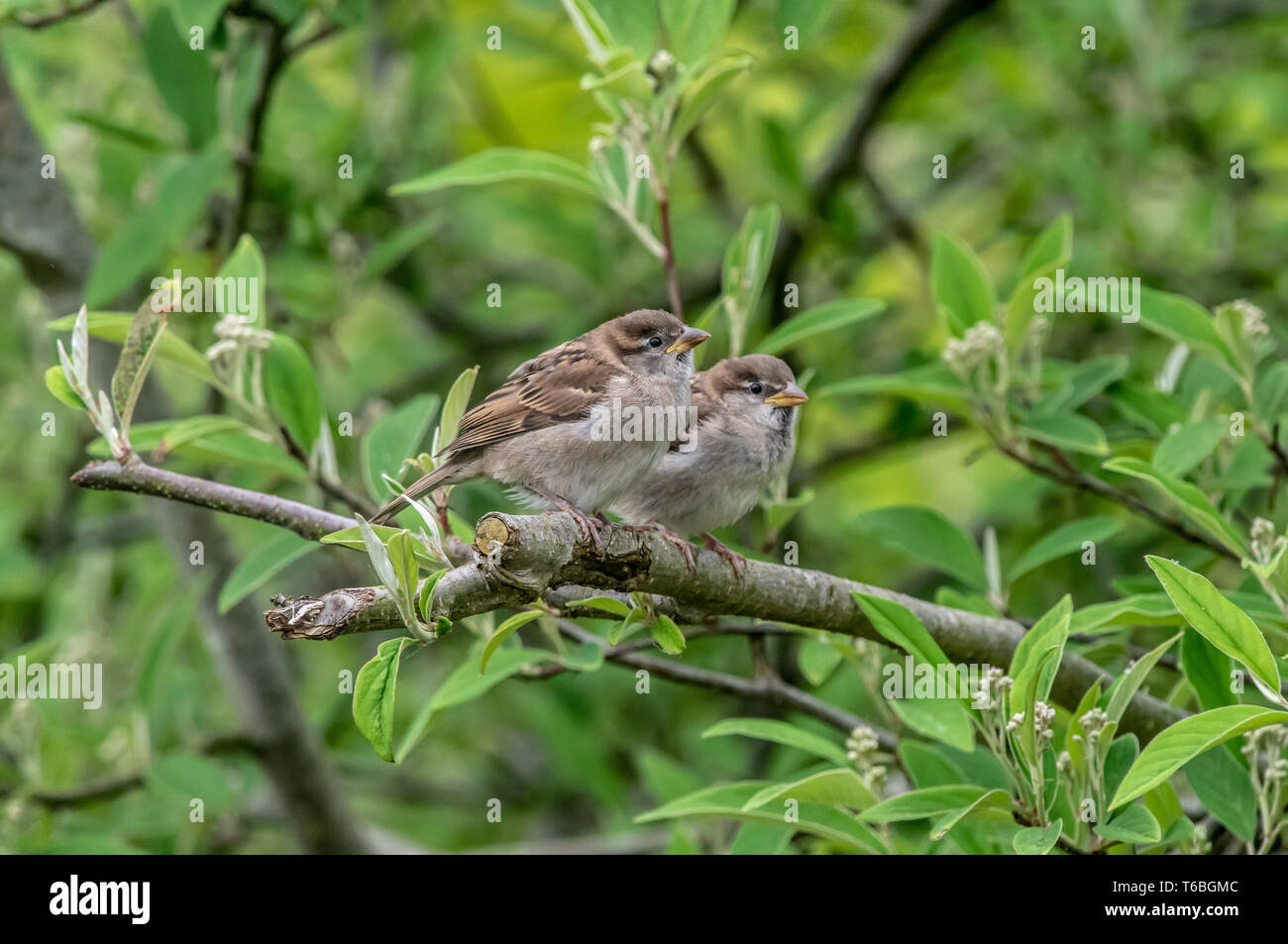 Pair of baby sparrows hi-res stock photography and images - Alamy