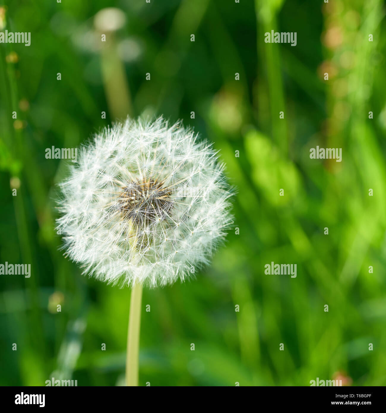 Dandelion grass on spring hi-res stock photography and images - Alamy