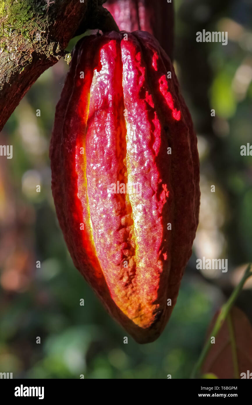 Theobroma cacao brazil hi-res stock photography and images - Alamy