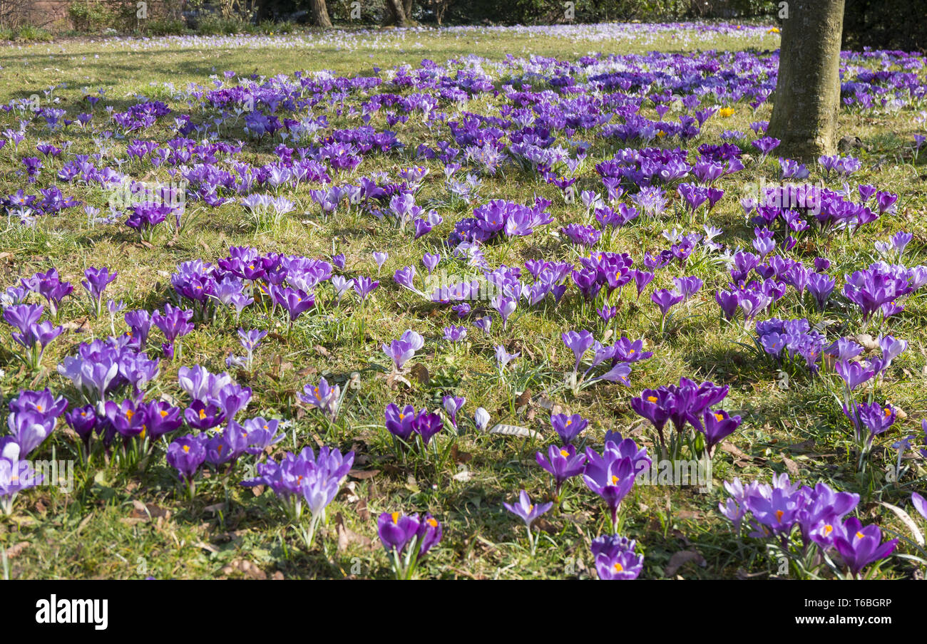 Crocus vernus, Spring crocus Stock Photo - Alamy