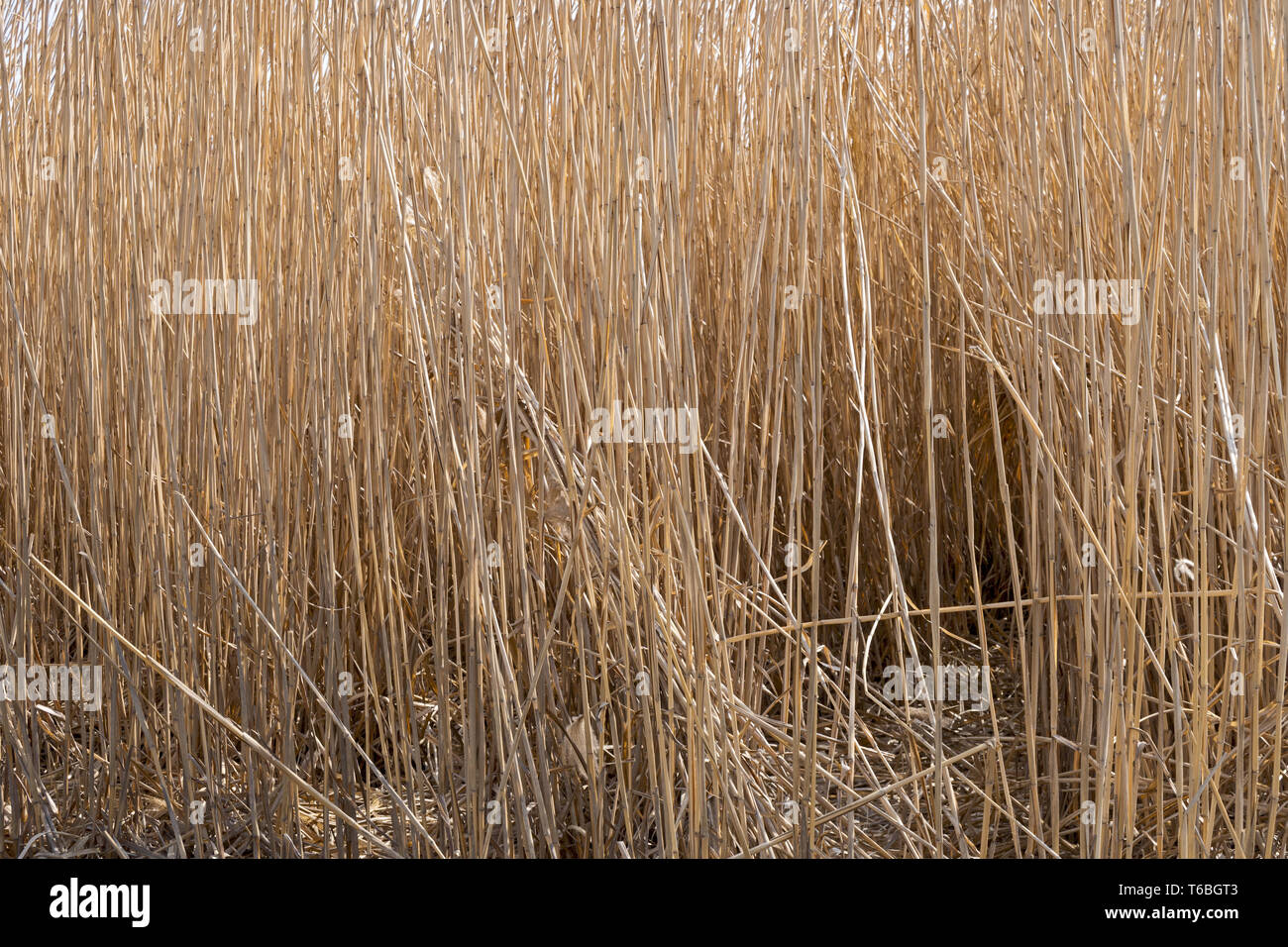 Giant chinese reed (Miscanthus × giganteus Stock Photo - Alamy