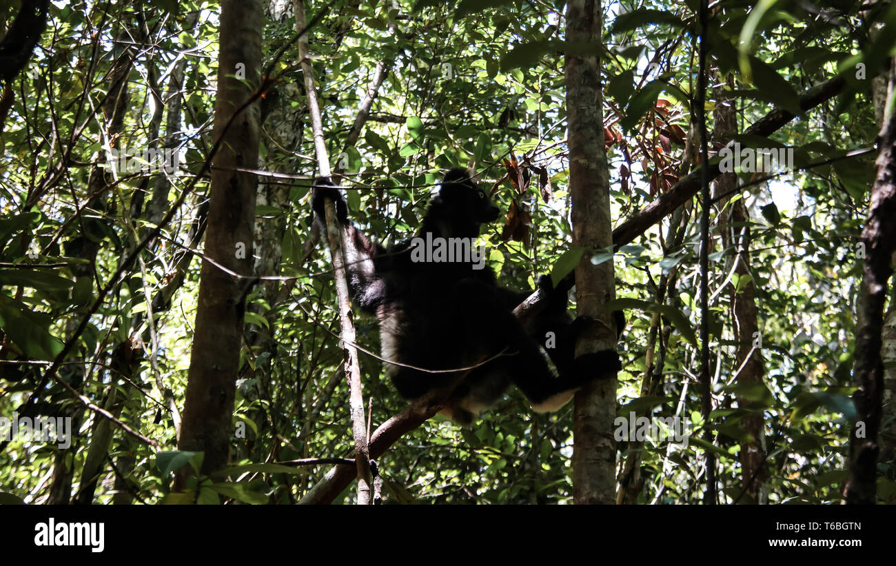 Portrait of Indri Indri lemur at the tree in Atsinanana region ...
