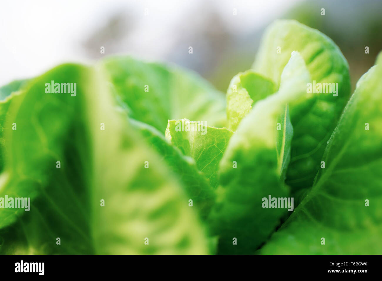 Leaves vegetable in farm with the sunlight Stock Photo - Alamy