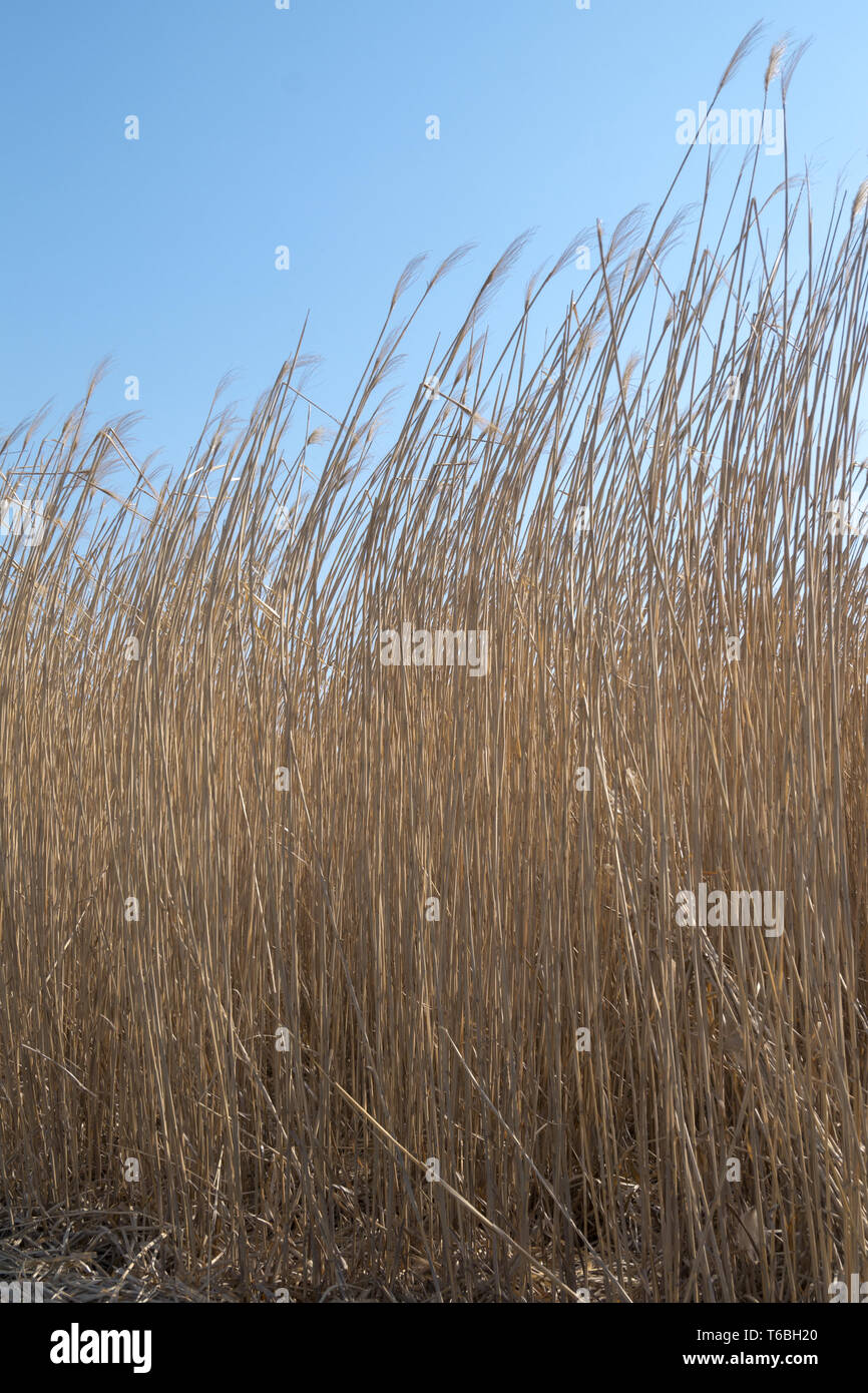 Giant chinese reed (Miscanthus × giganteus Stock Photo - Alamy