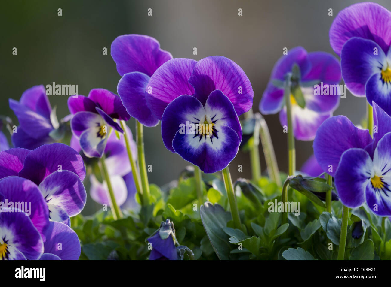 Viola Cornuta High Resolution Stock Photography and Images - Alamy
