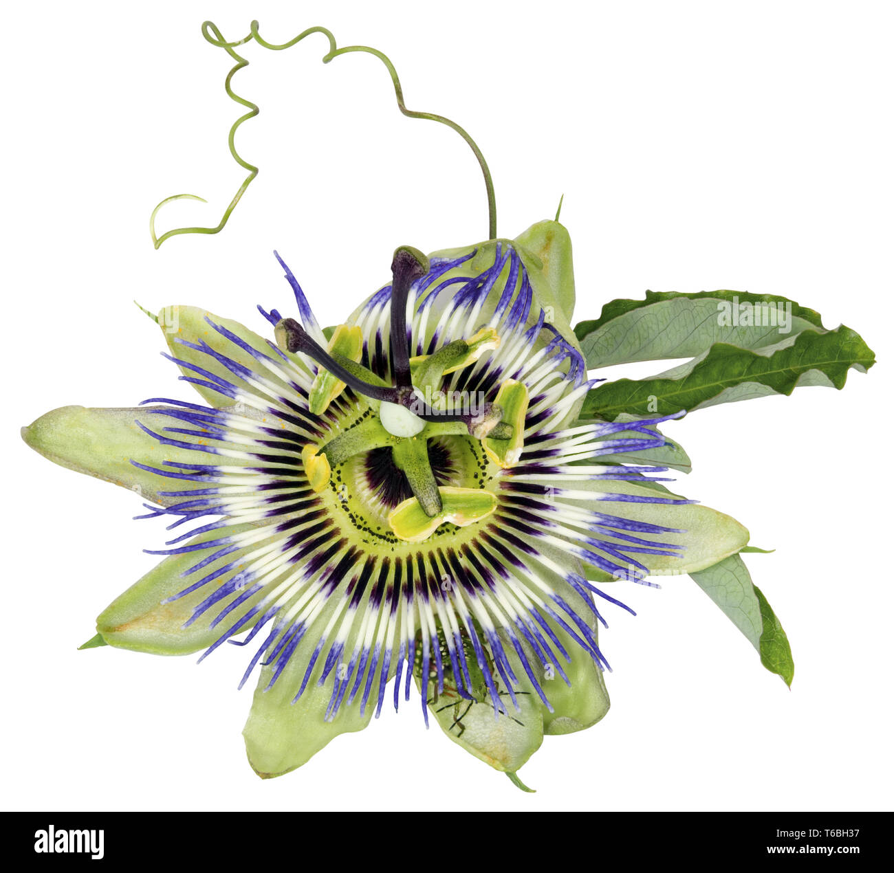 Closeup blue passion flower passiflora hi-res stock photography and ...