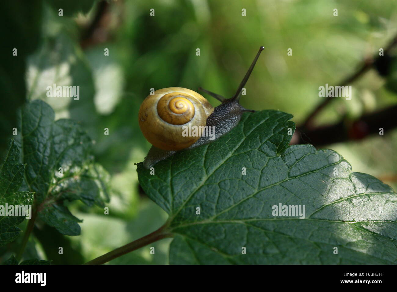 Housing snail in bush Stock Photo - Alamy