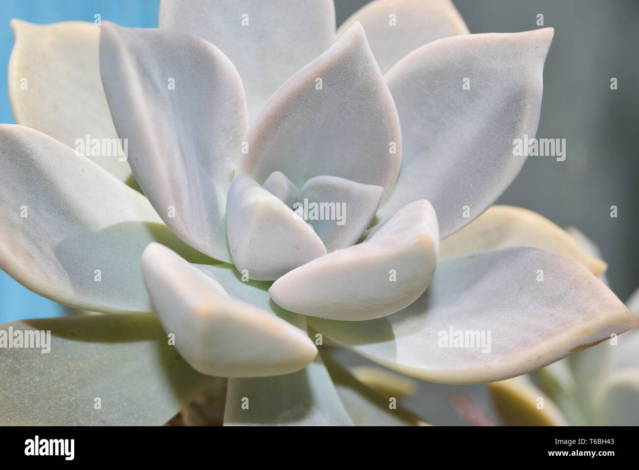 Graptopetalum hi-res stock photography and images - Alamy