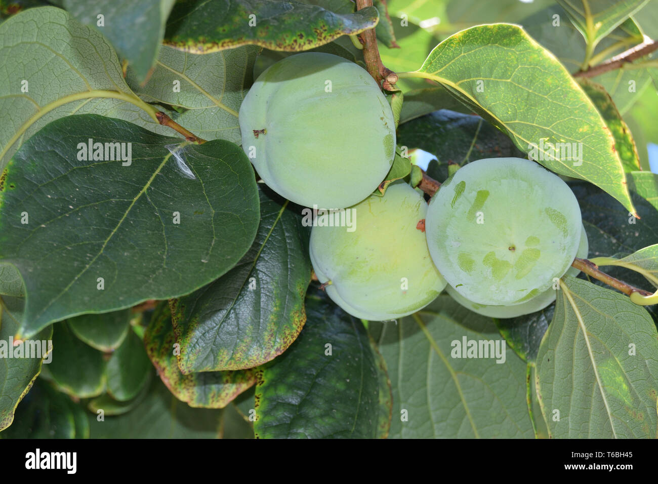 Japanese persimmon tree hi-res stock photography and images - Alamy