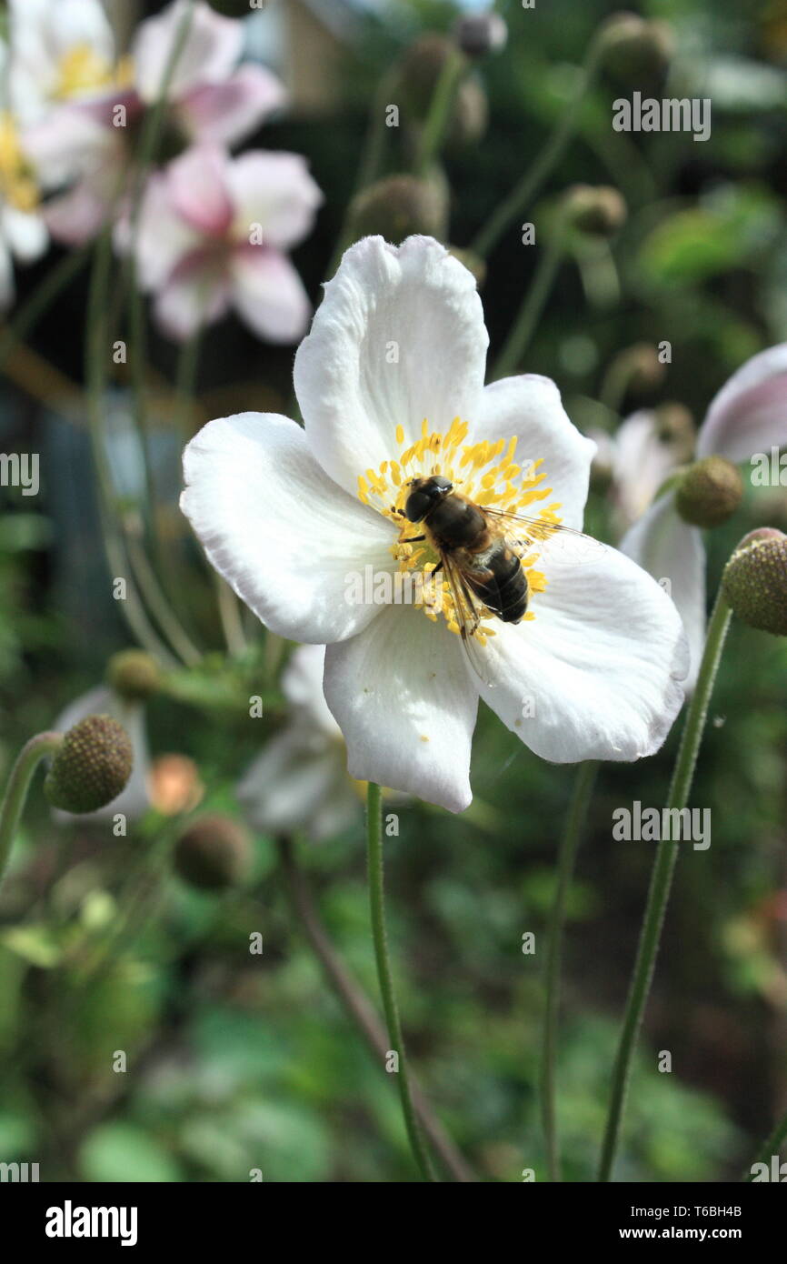 Bloom of the anemone hi-res stock photography and images - Alamy