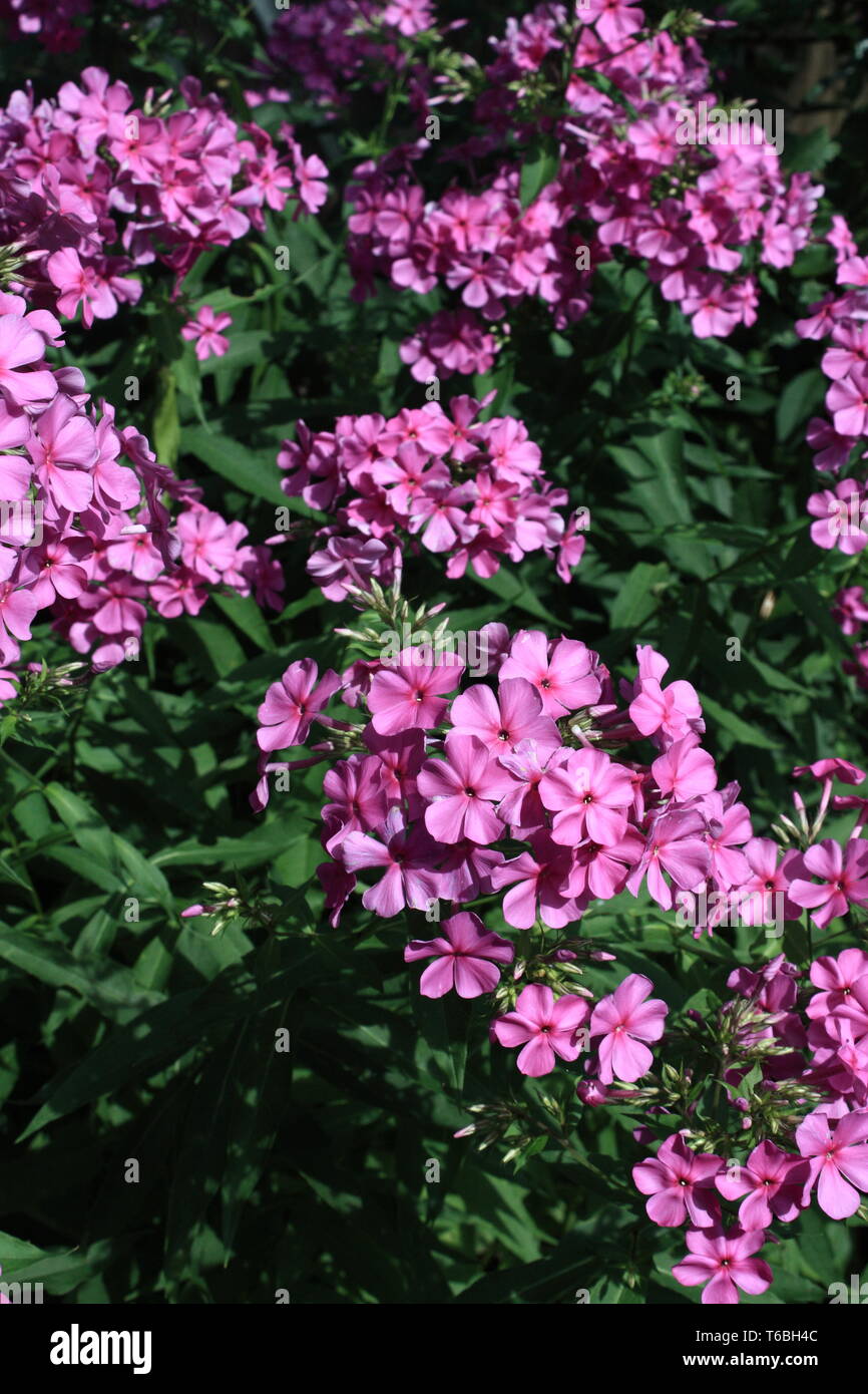 The flame flower hi-res stock photography and images - Alamy