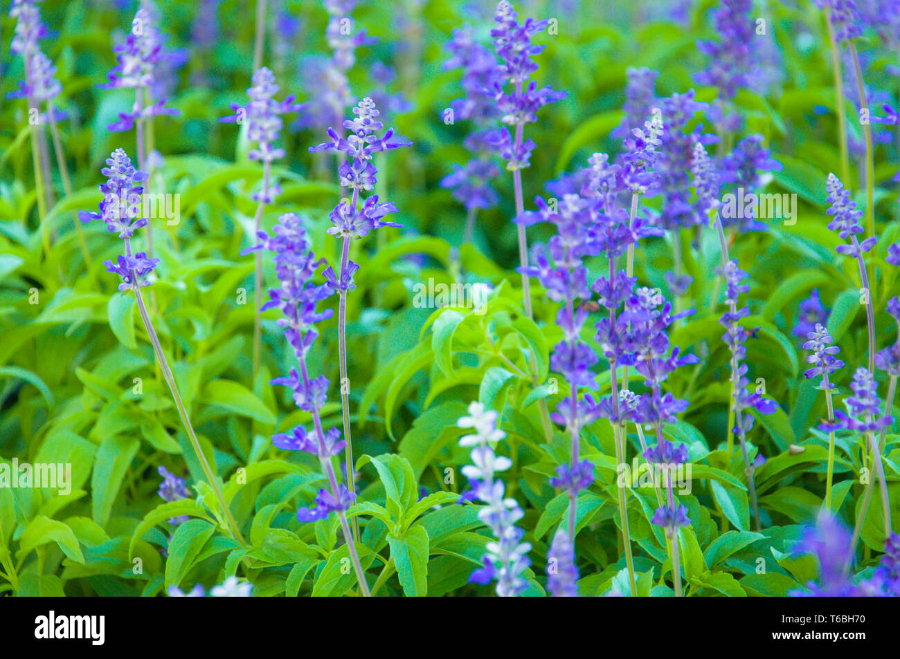 Fresh Lavender Botanical Stock Photo - Alamy