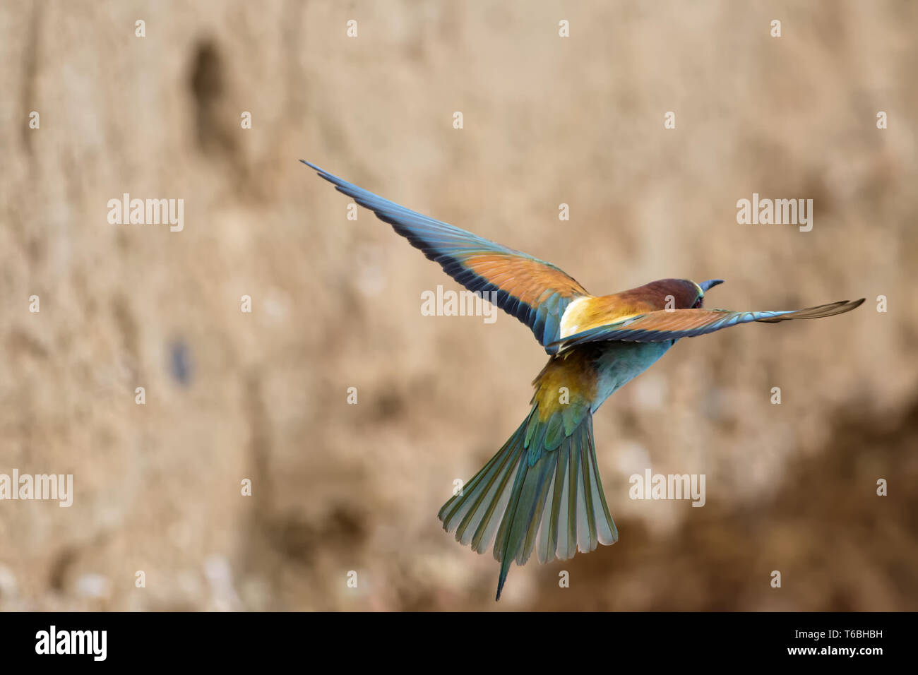 Bee eater in flight hi-res stock photography and images - Alamy