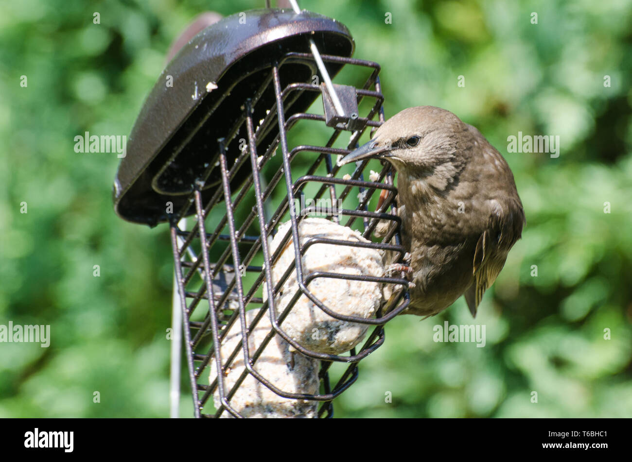 Juvenile starling hi-res stock photography and images - Alamy