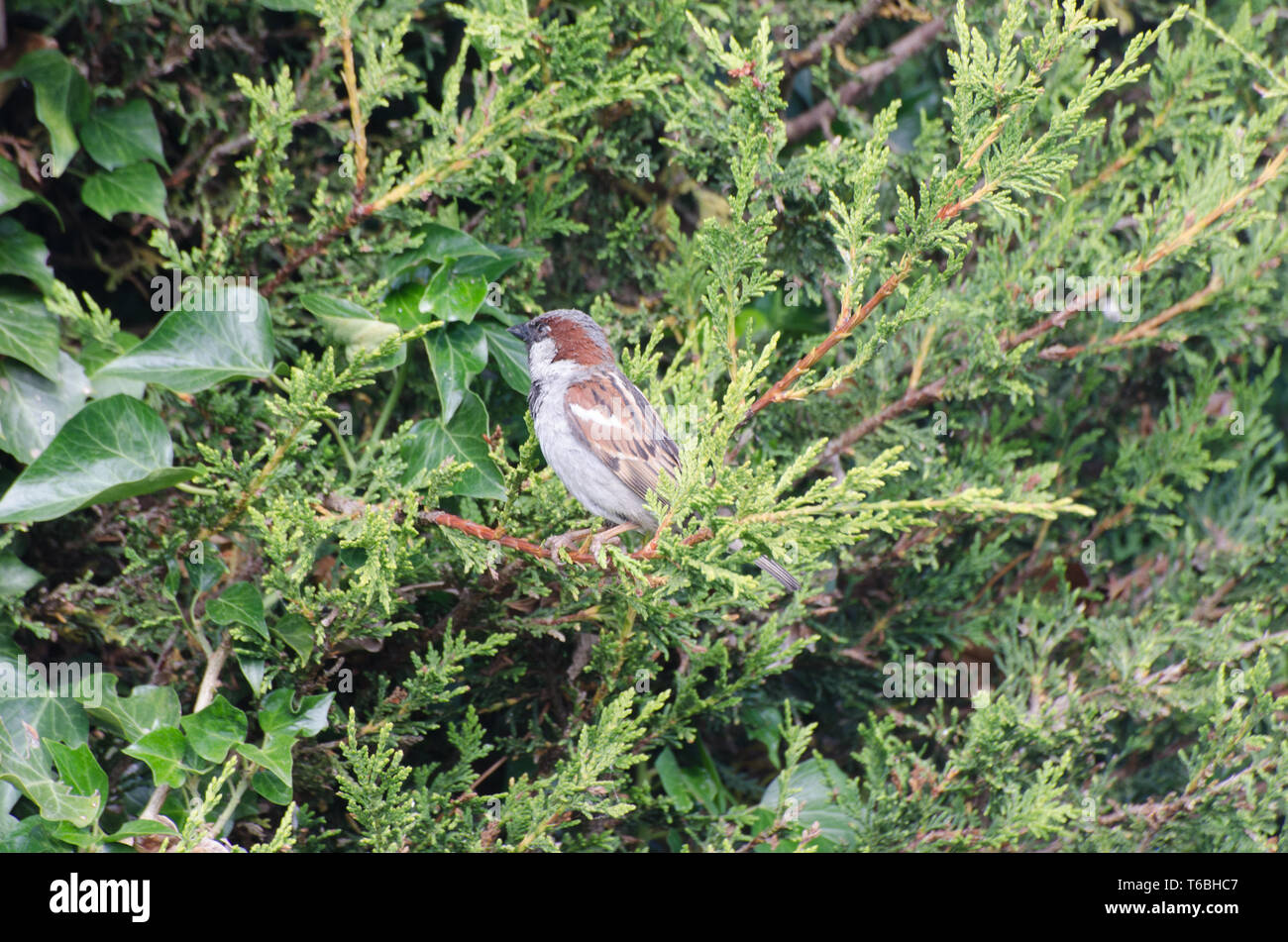Common House Sparrow in tree Stock Photo - Alamy