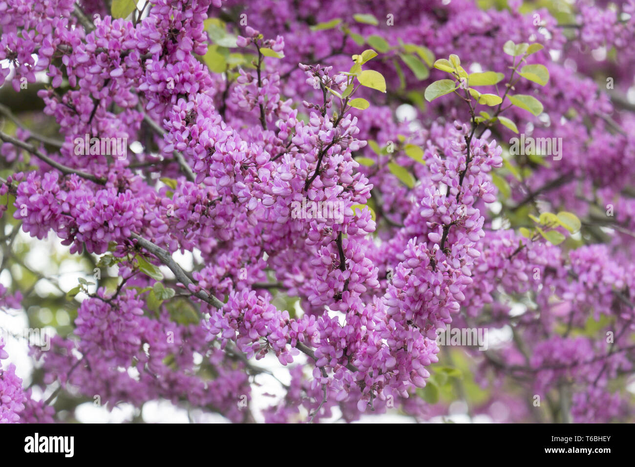 Flowering Common Judas Tree (Cercis siliquastrum Stock Photo - Alamy
